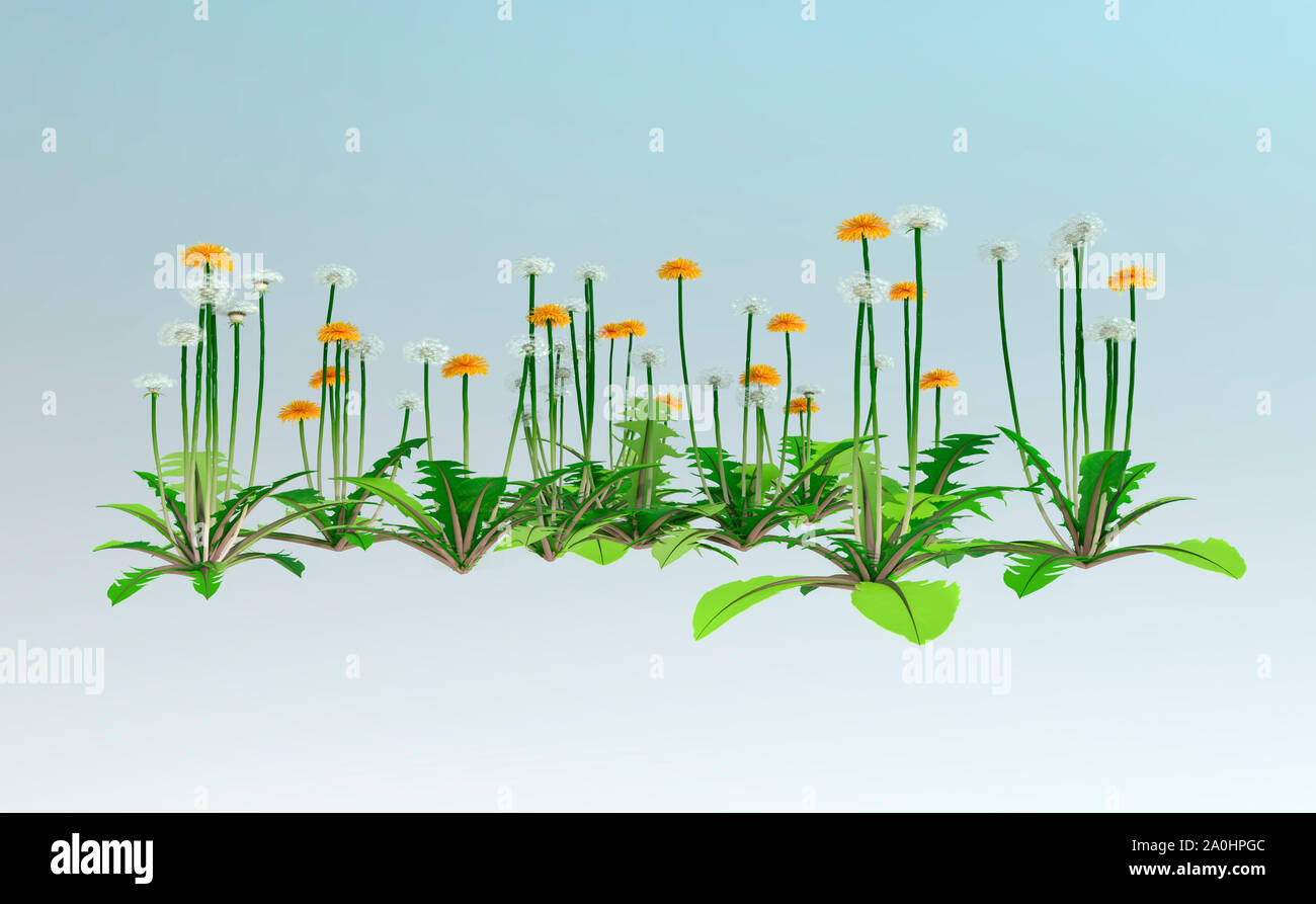 3D rendering of dandelion flowers isolated on light blue background ...