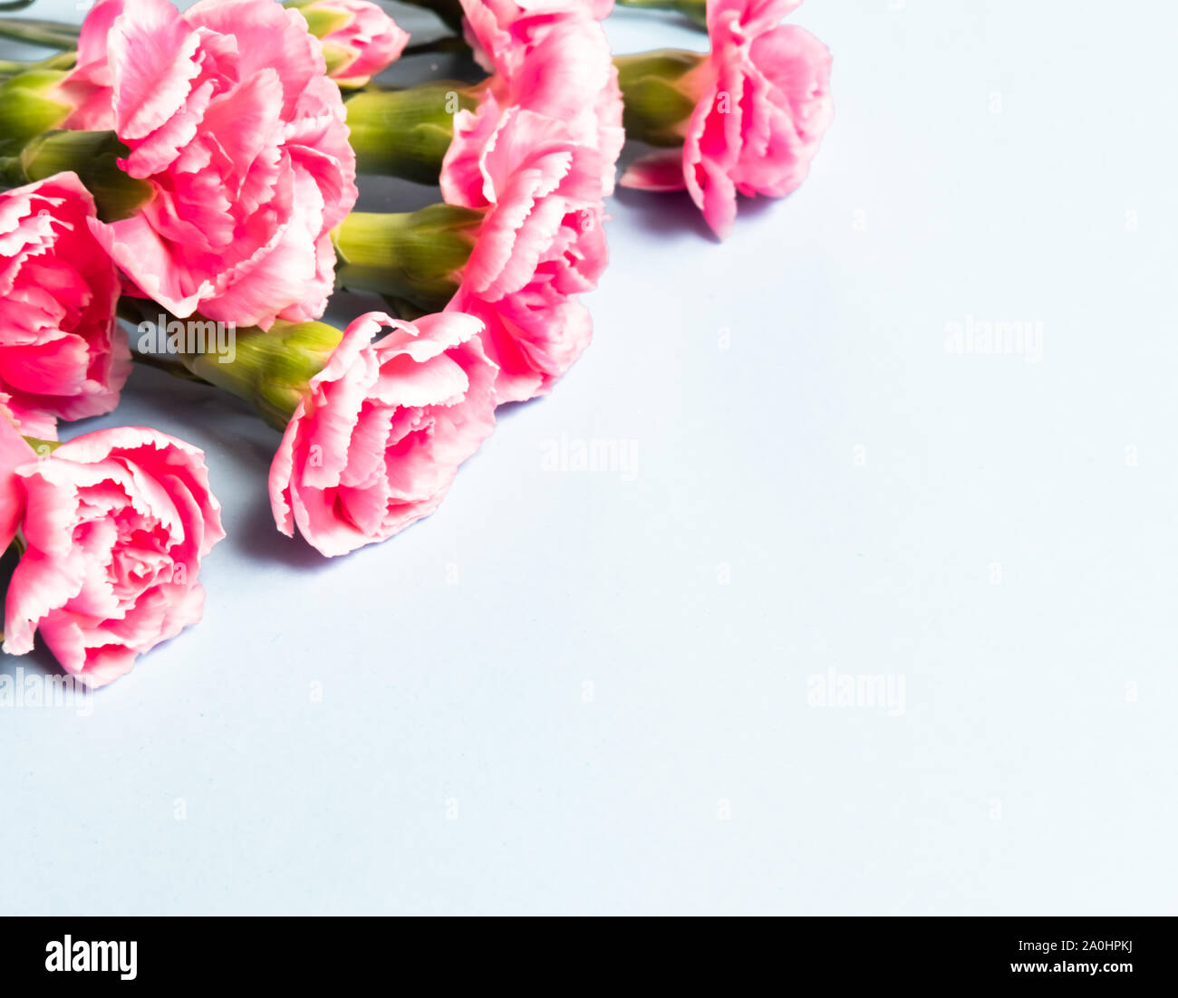 Beautiful fresh pink clove flowers on pastel blue background. Festive ...