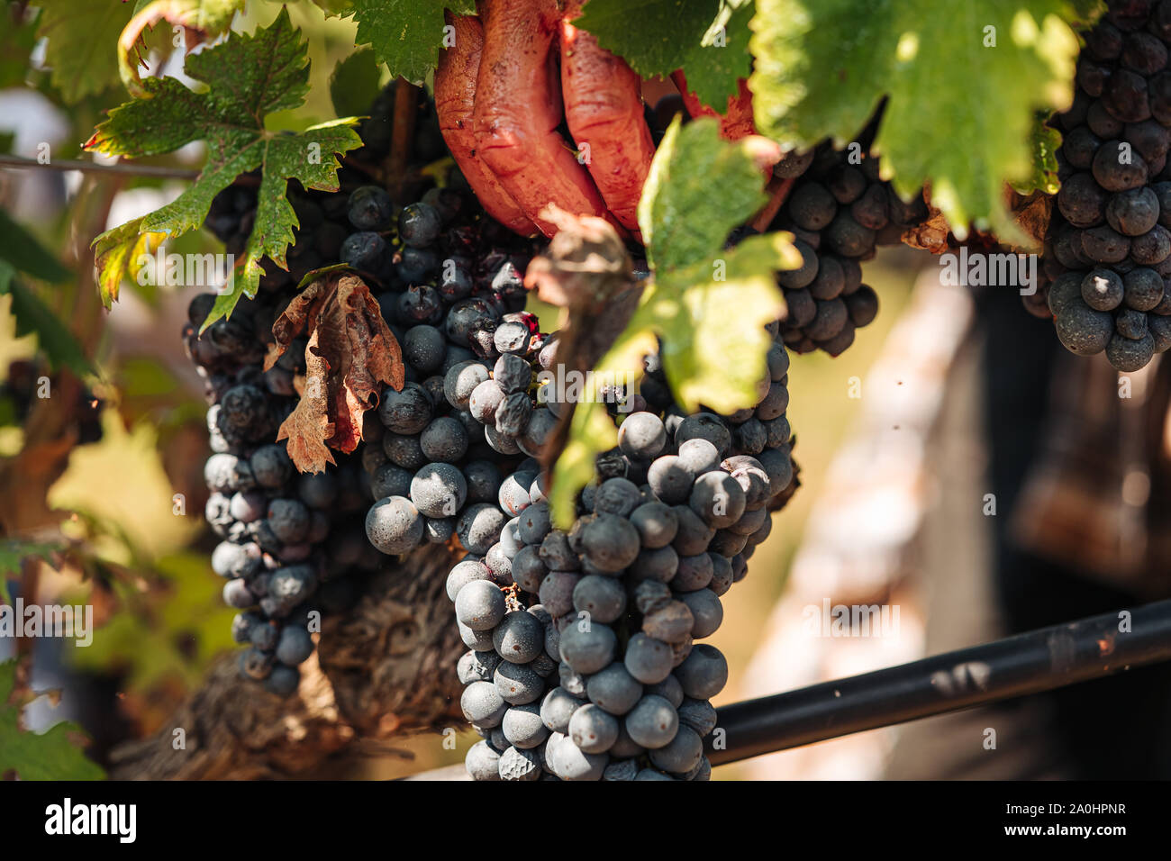 PUGLIA / ITALY - SEPTEMBER 2019: Seasonal harvesting of Primitivo ...
