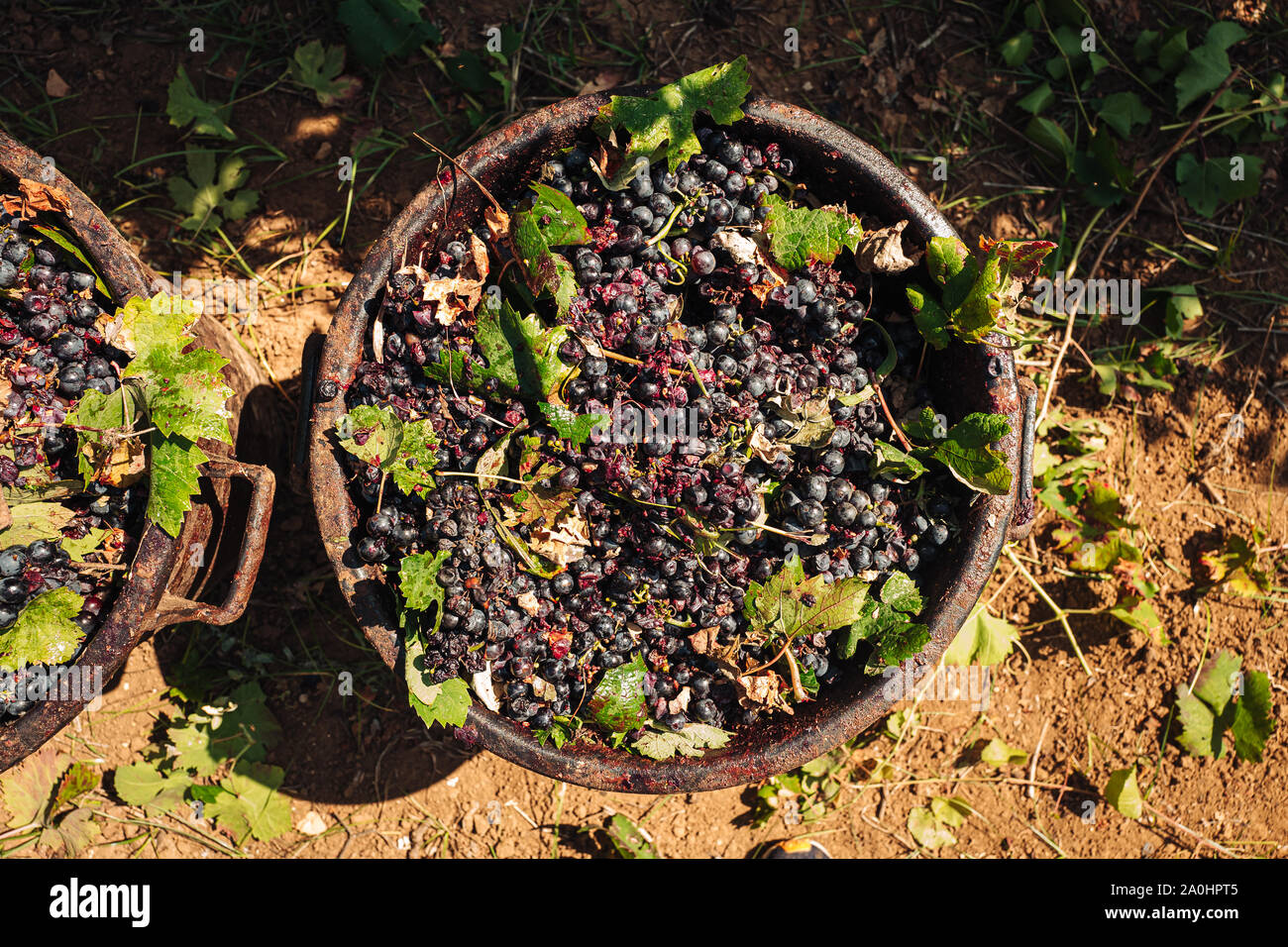 PUGLIA / ITALY - SEPTEMBER 2019: Seasonal harvesting of Primitivo ...