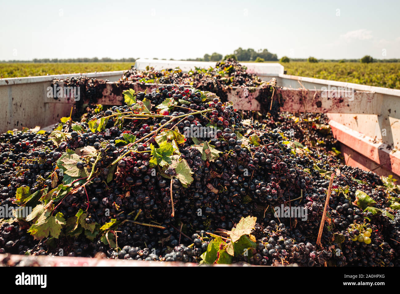 Primitivo and puglia hi-res stock photography and images - Alamy
