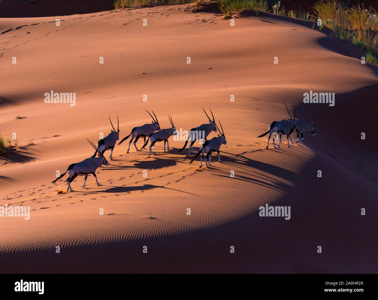Gemsbok or gemsbuck (Oryx gazella), Namib Desert, Namibia, Africa Stock ...