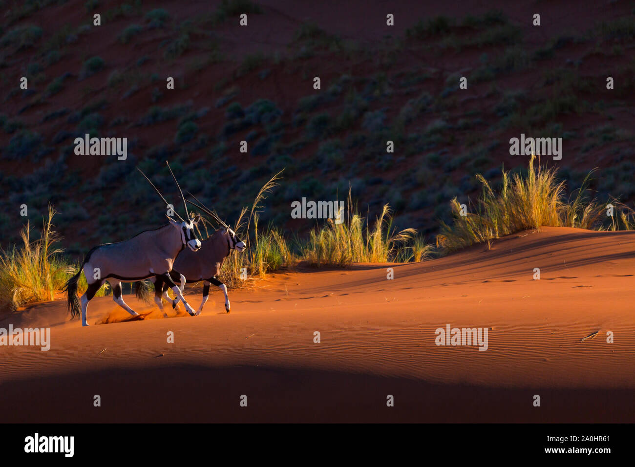 Gemsbok or gemsbuck (Oryx gazella), Namib Desert, Namibia, Africa Stock ...