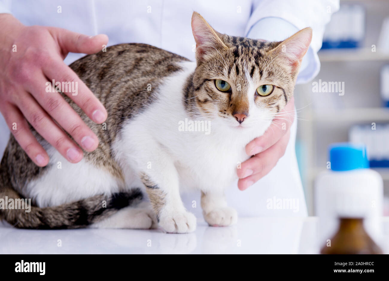 The cat visiting vet for regular check up Stock Photo - Alamy