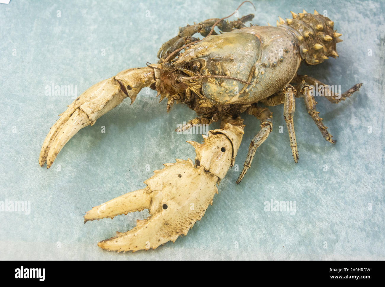 Murray River Crayfish (Euastacus armatus Stock Photo - Alamy
