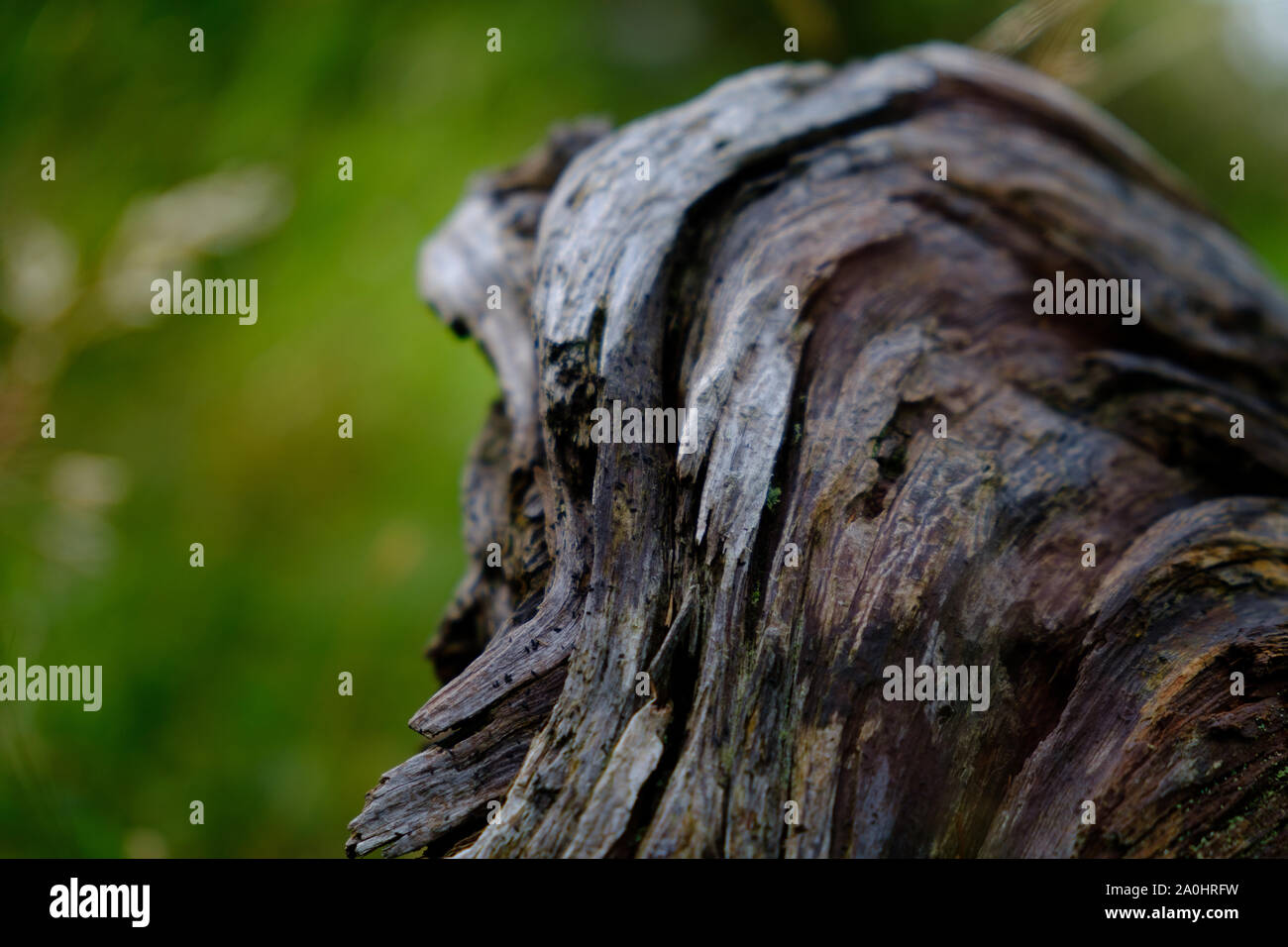 Old wood. Forest landscape Stock Photo - Alamy
