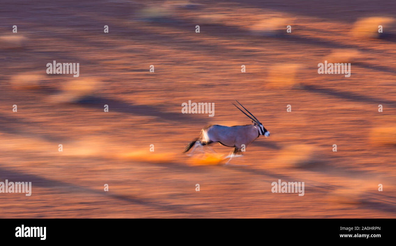Gemsbok or gemsbuck (Oryx gazella), Namib Desert, Namibia, Africa Stock ...