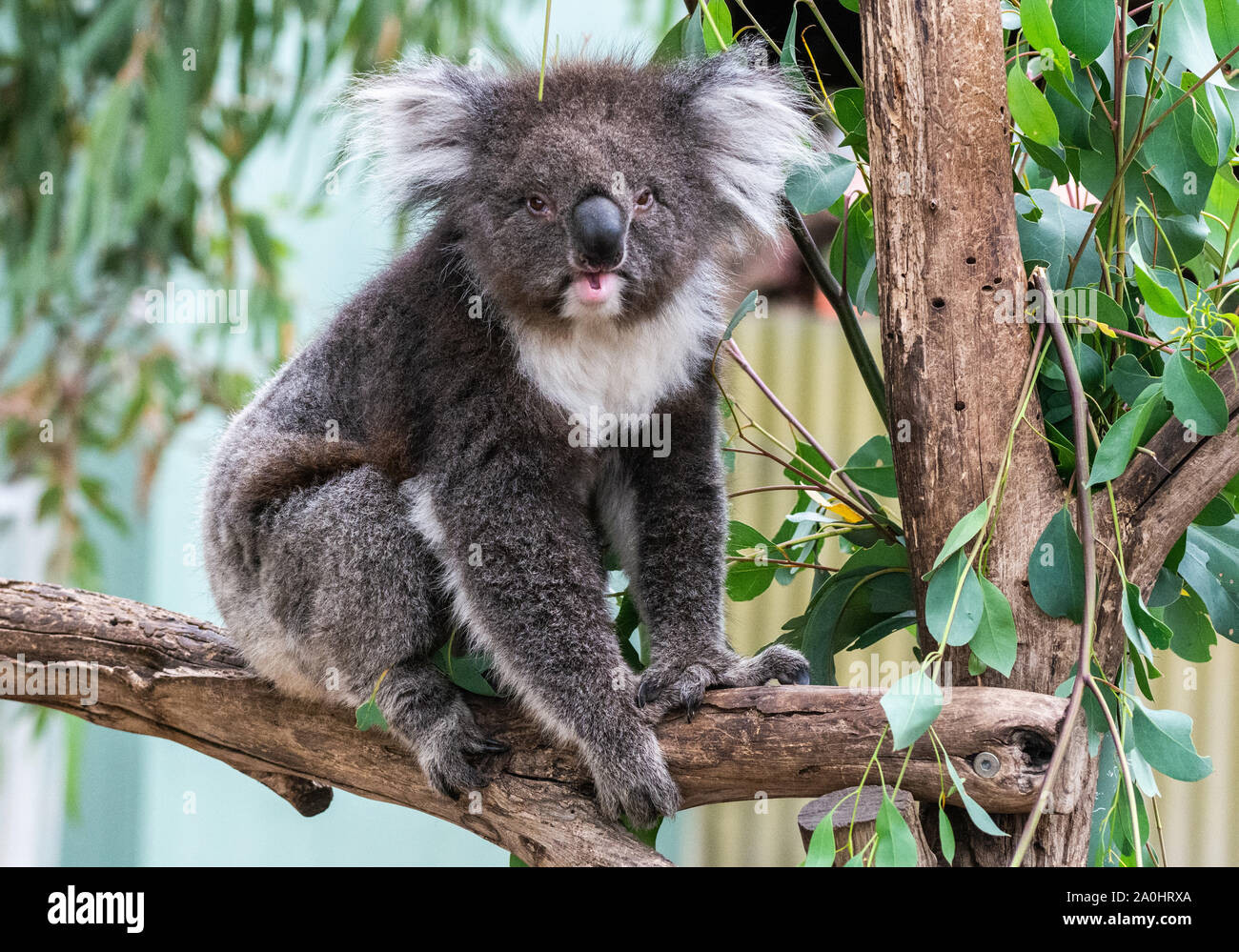 Australian Evolution High Resolution Stock Photography and Images - Alamy