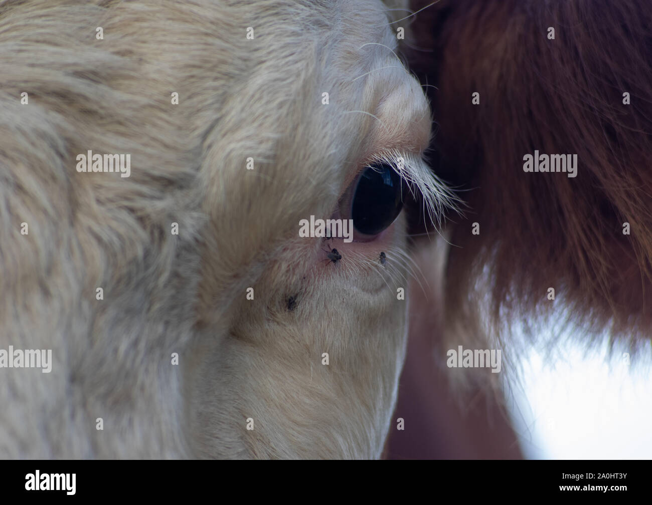 eye of a young bull or cow (bull's eye) with flies sitting on it Stock ...