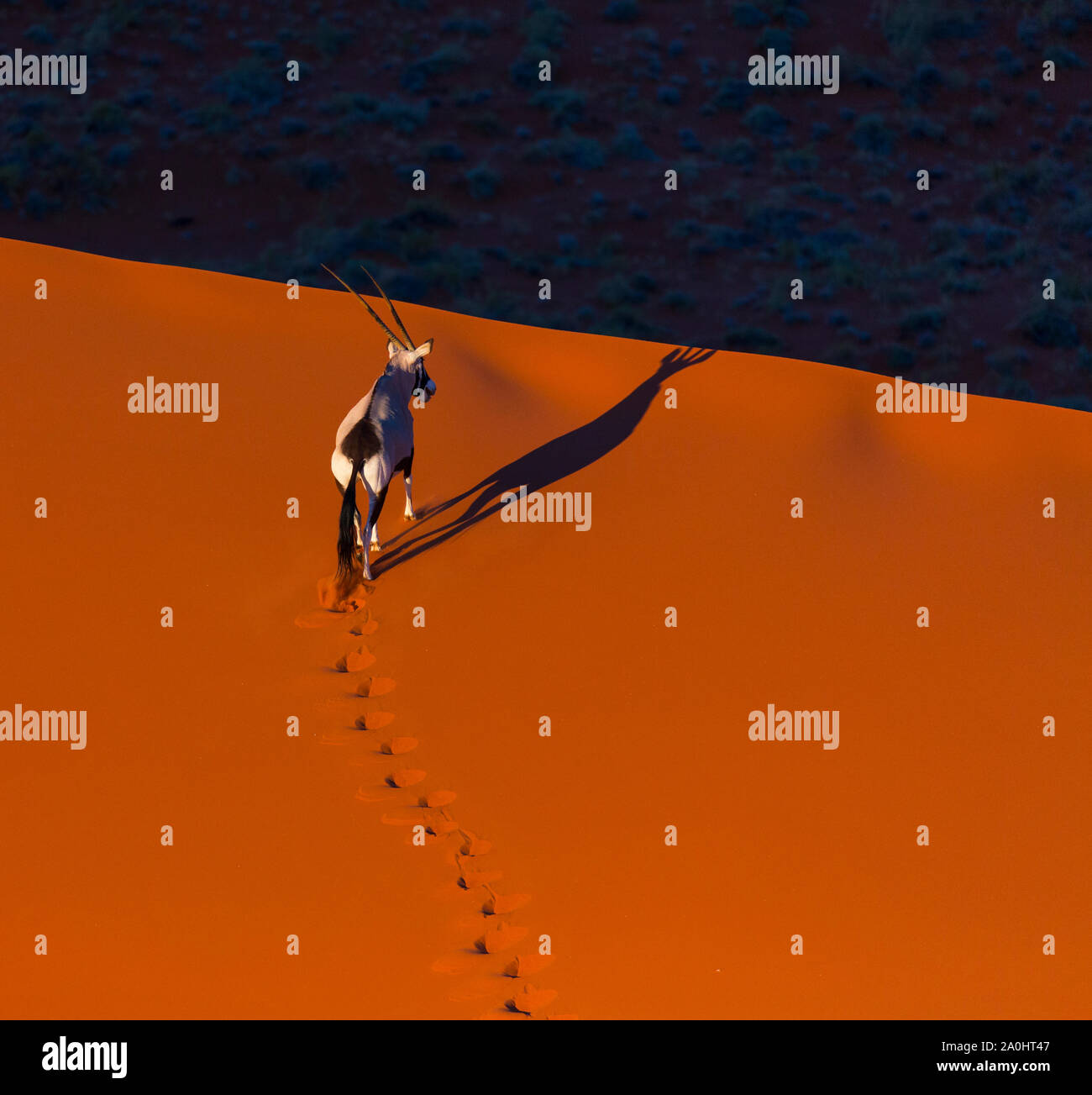 Gemsbok or gemsbuck (Oryx gazella), Namib Desert, Namibia, Africa Stock ...