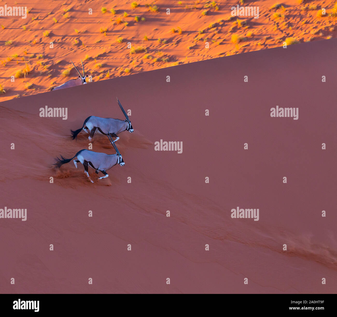Gemsbok or gemsbuck (Oryx gazella), Namib Desert, Namibia, Africa Stock ...