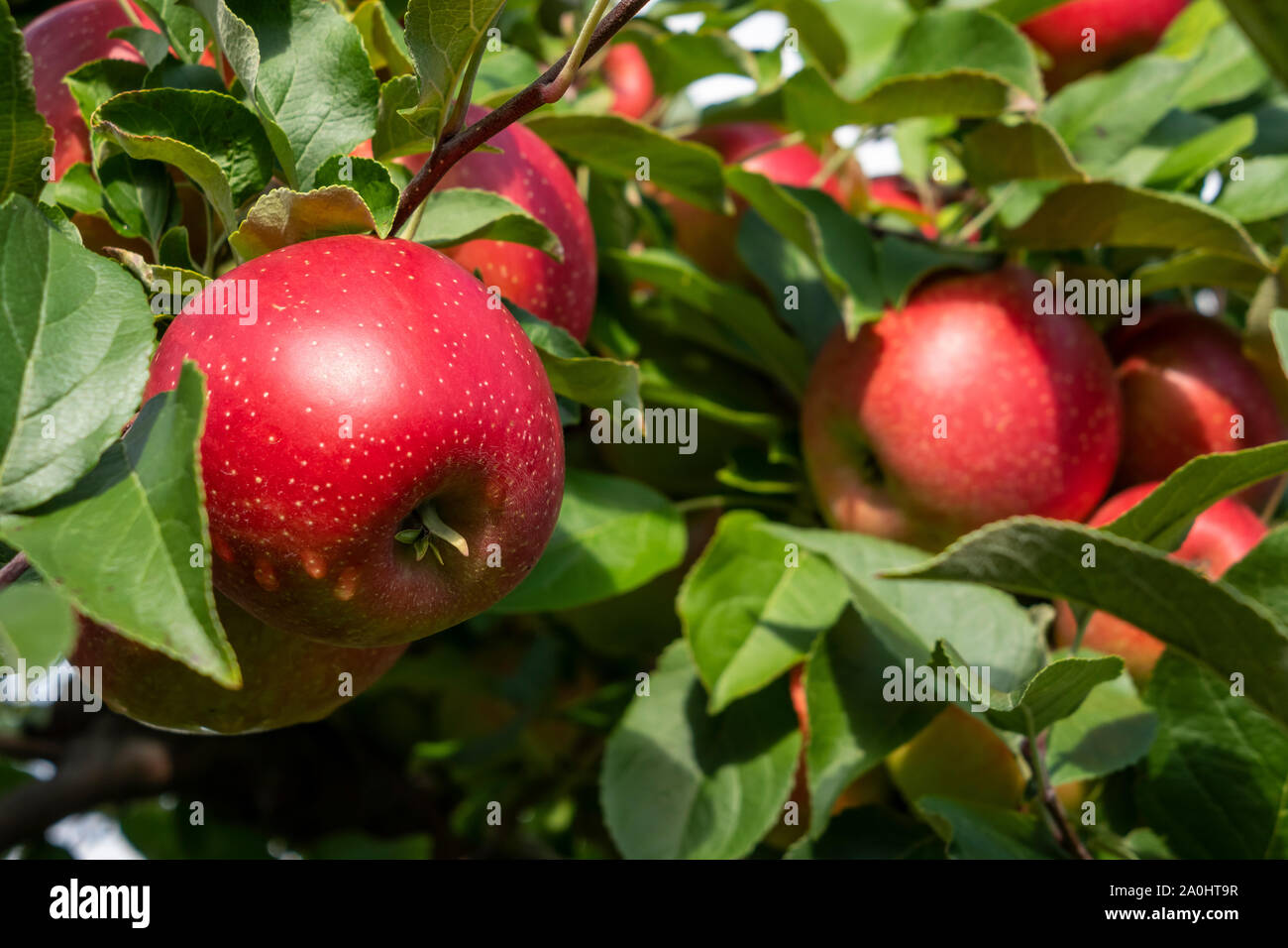 Haralson apples hi-res stock photography and images - Alamy