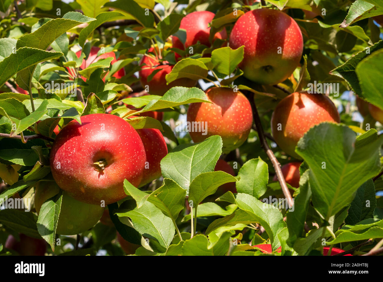 Haralson apples hi-res stock photography and images - Alamy