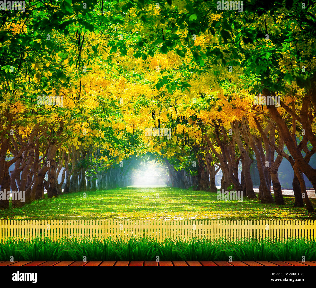 wood terrace with fresh and green beautiful of summer blooming yellow flowers tunnel in park ...