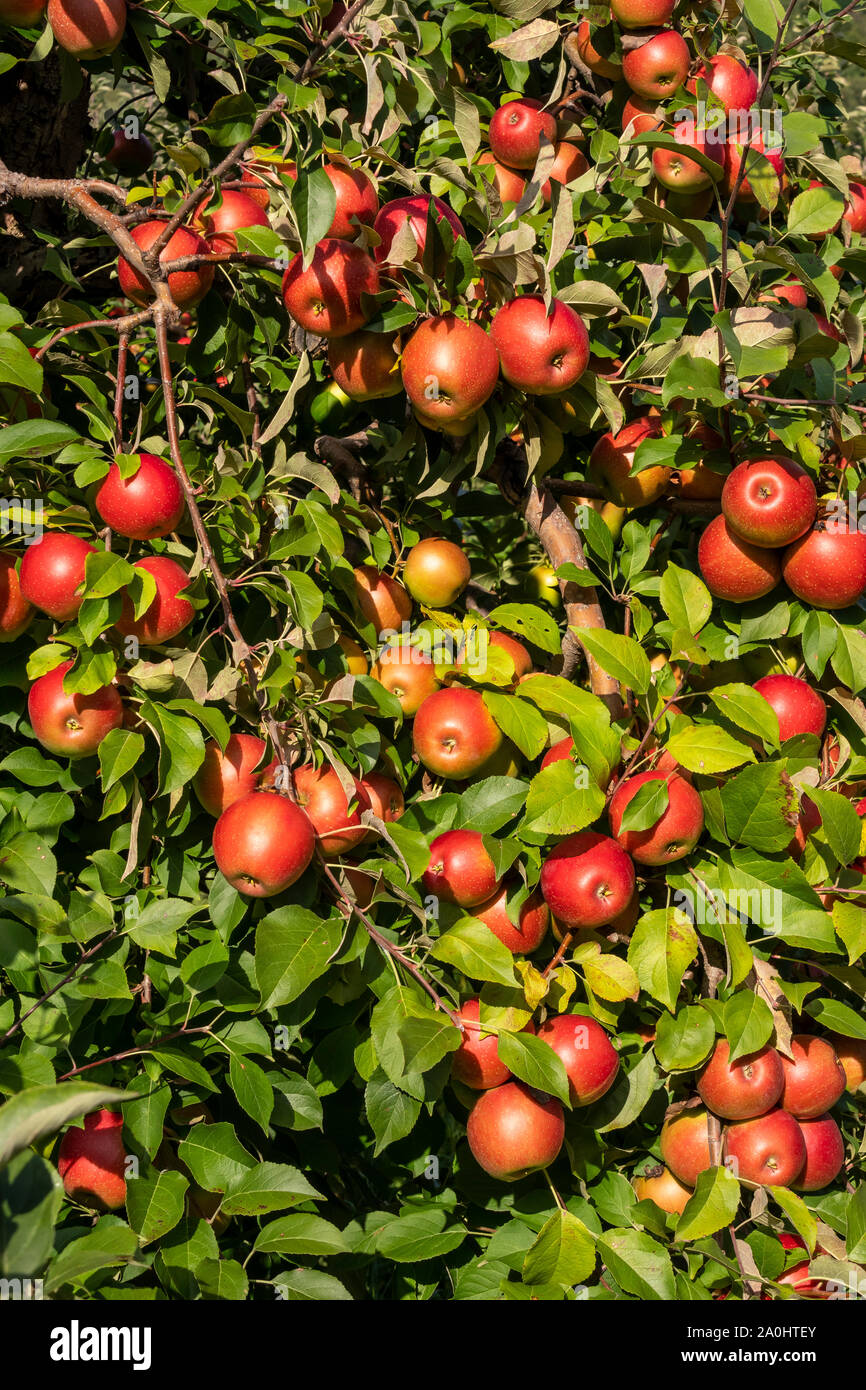 Apple tree october hi-res stock photography and images - Alamy