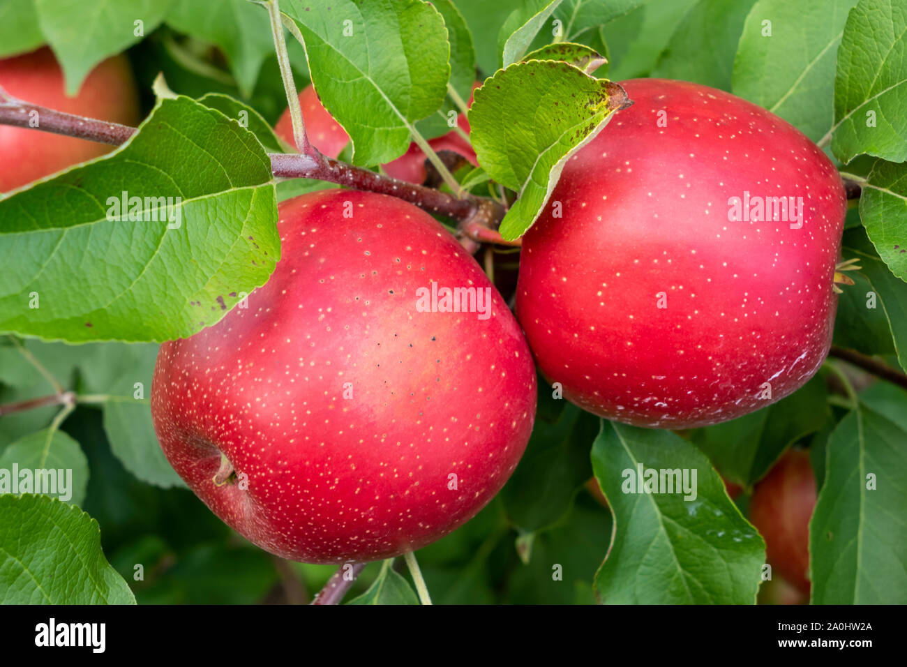 Apple Tree Closeup Stock Photo - Alamy