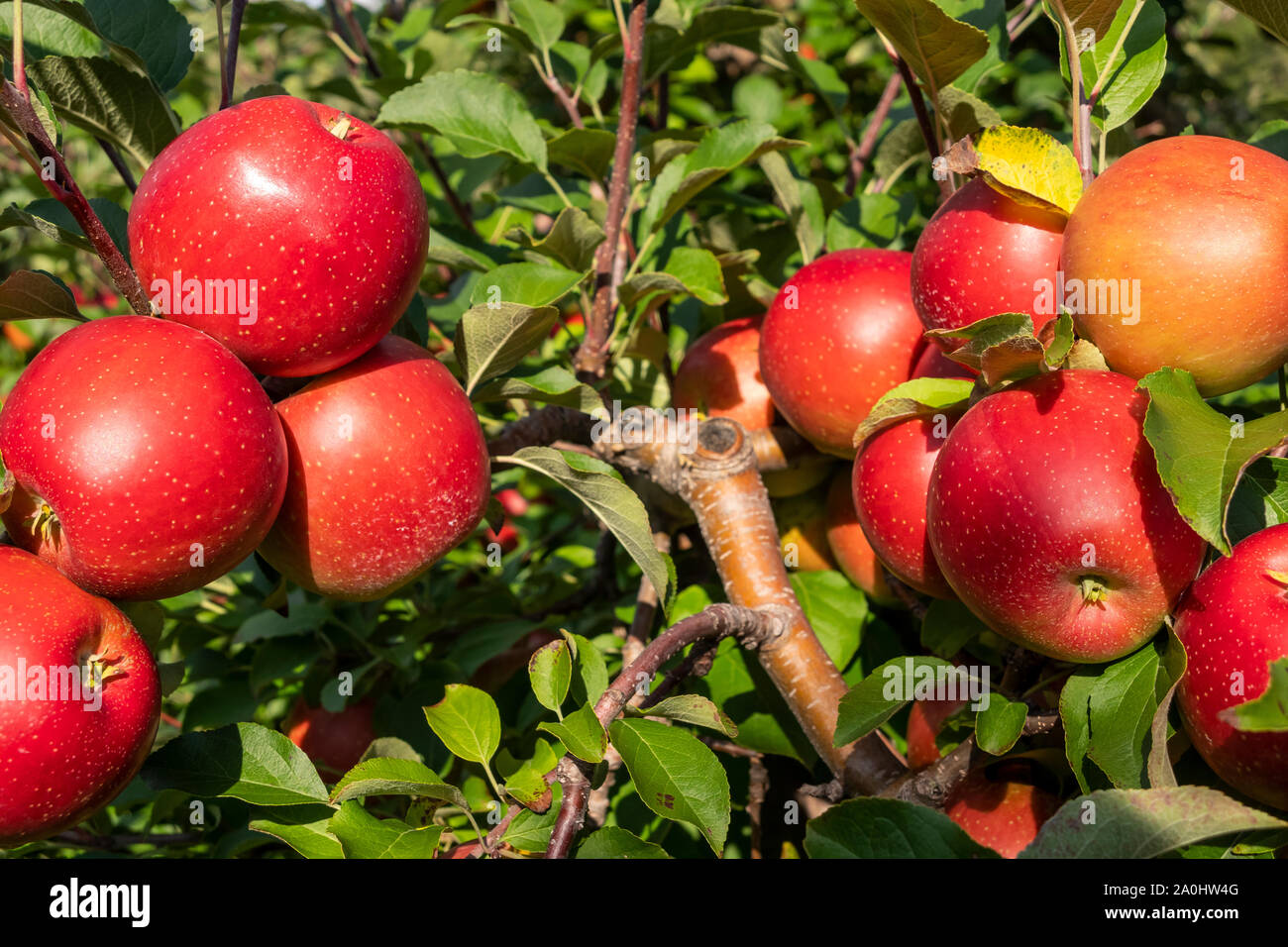 Apple Tree Closeup Stock Photo - Alamy