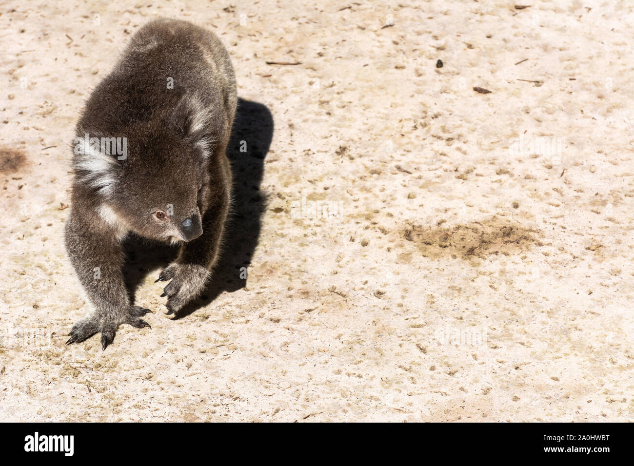 Koala on sandy ground in Australia Stock Photo - Alamy