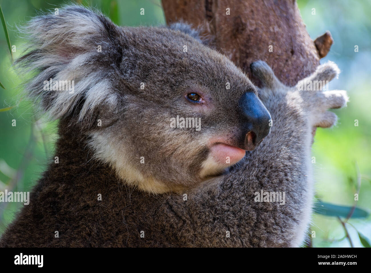 Koala on eucalyptus tree in Australia Stock Photo - Alamy