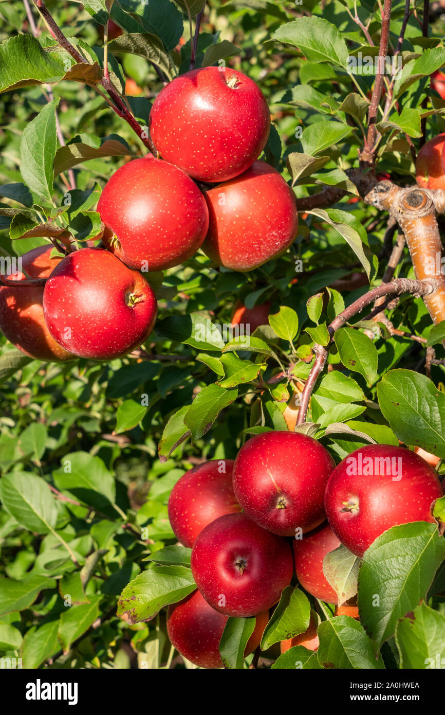 Apple Tree Closeup Stock Photo - Alamy