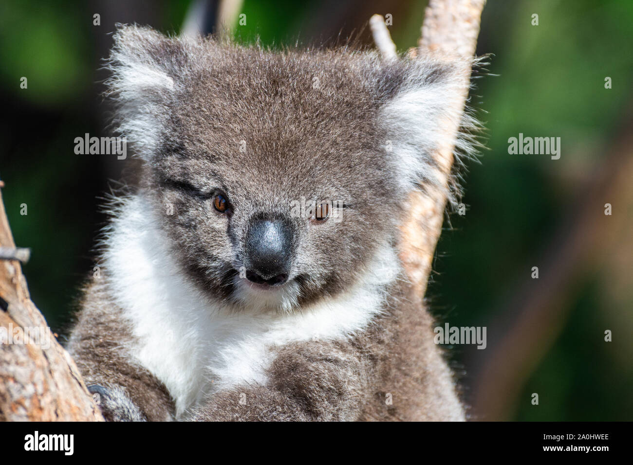 Portrait of a koala Stock Photo - Alamy