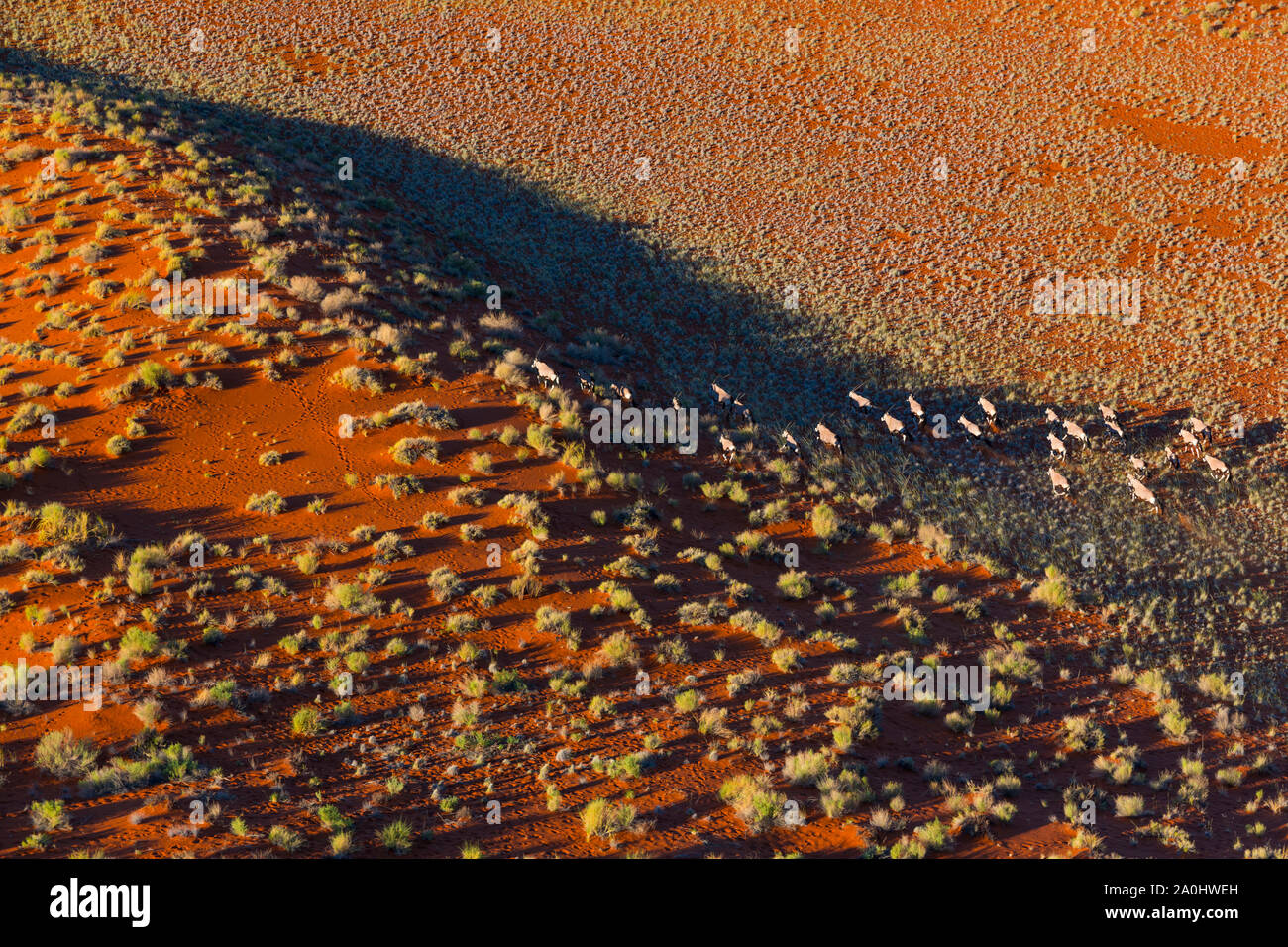 Gemsbok or gemsbuck (Oryx gazella), Namib Desert, Namibia, Africa Stock ...