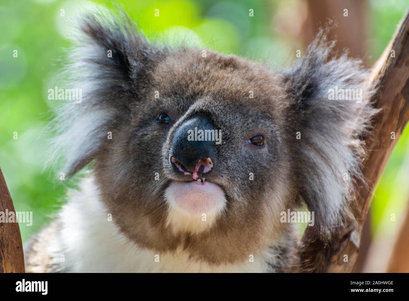 Portrait of a koala Stock Photo - Alamy