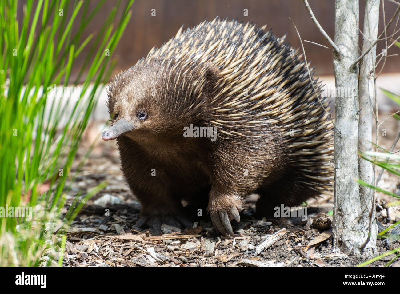 Short-beaked echidna (Tachyglossus aculeatus) in Australia Stock Photo ...