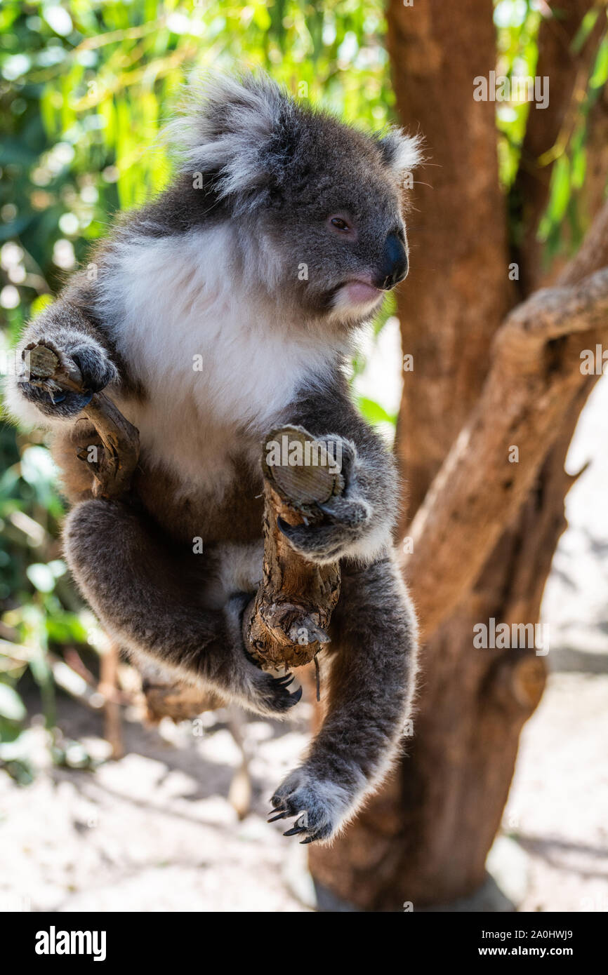 Koala on eucalyptus tree in Australia Stock Photo - Alamy