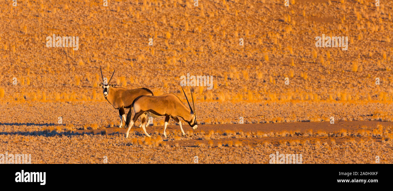Gemsbok or gemsbuck (Oryx gazella), Namib Desert, Namibia, Africa Stock ...