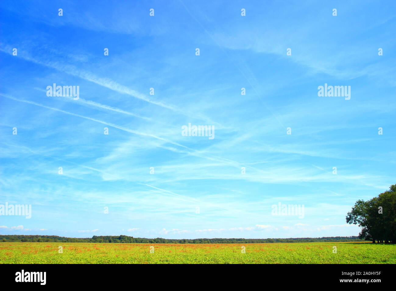 Beautiful landscape with blue sky, green meadow and forest on horizon ...