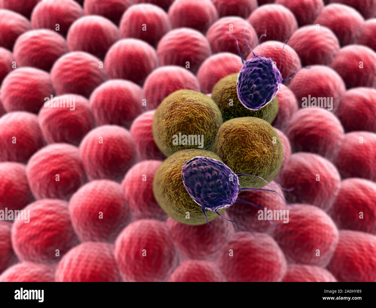 3d rendered cancer cell, Clusters of cells, Cancer cell and Lymphocytes ...