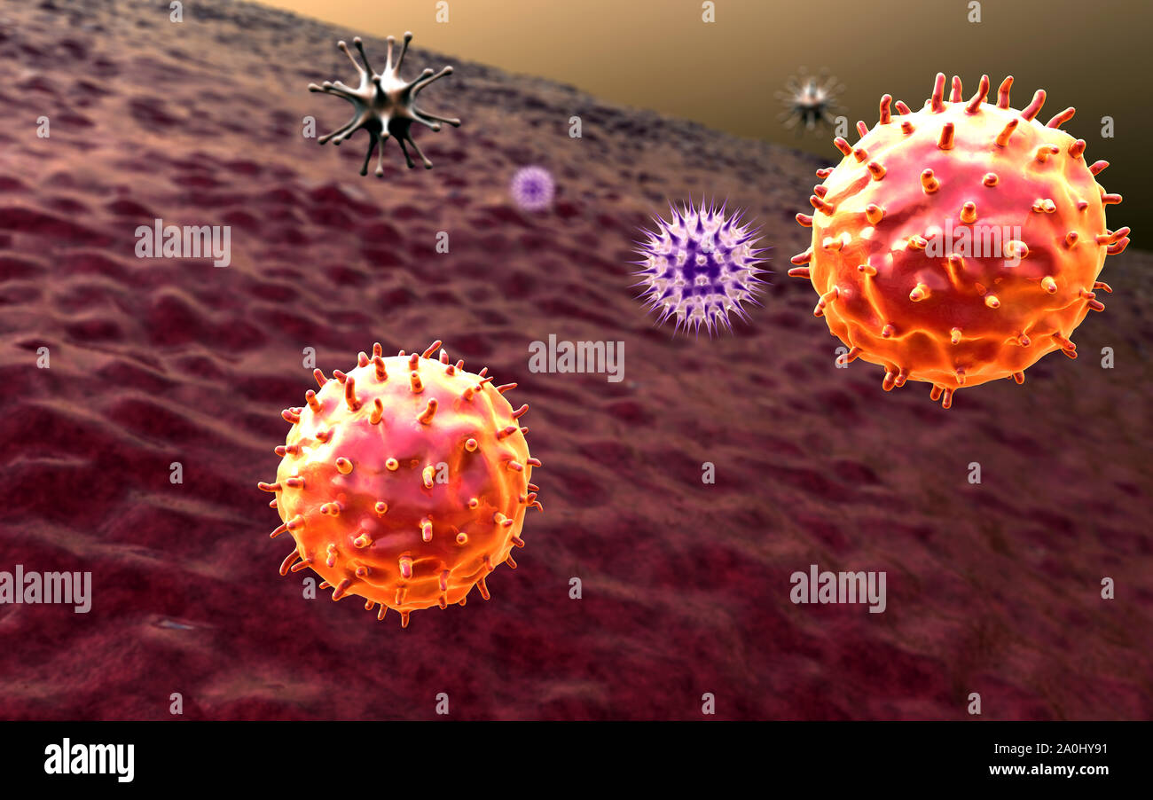 macrophage kills the viruses, 3d rendered macrophage and virus, inside ...