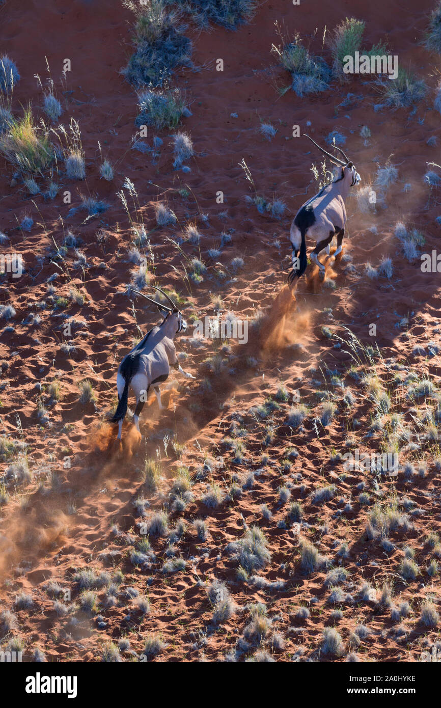 Gemsbok or gemsbuck (Oryx gazella), Namib Desert, Namibia, Africa Stock ...