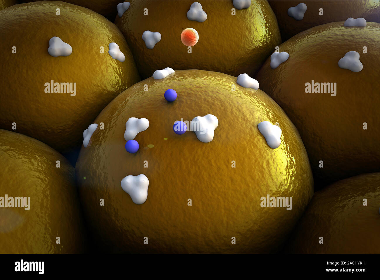 Human fat cells magnification hi-res stock photography and images - Alamy