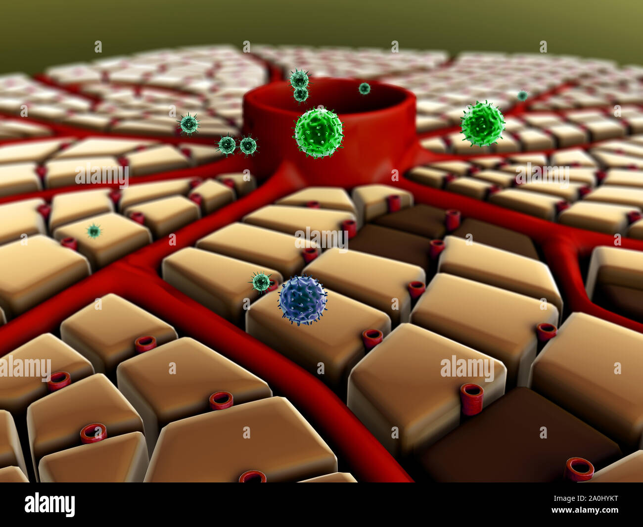 virus penetrates the cell, liver disease, virus attack the lungs, the ...