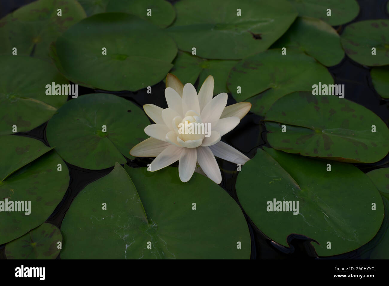 Nymphaea hybrid hi-res stock photography and images - Alamy