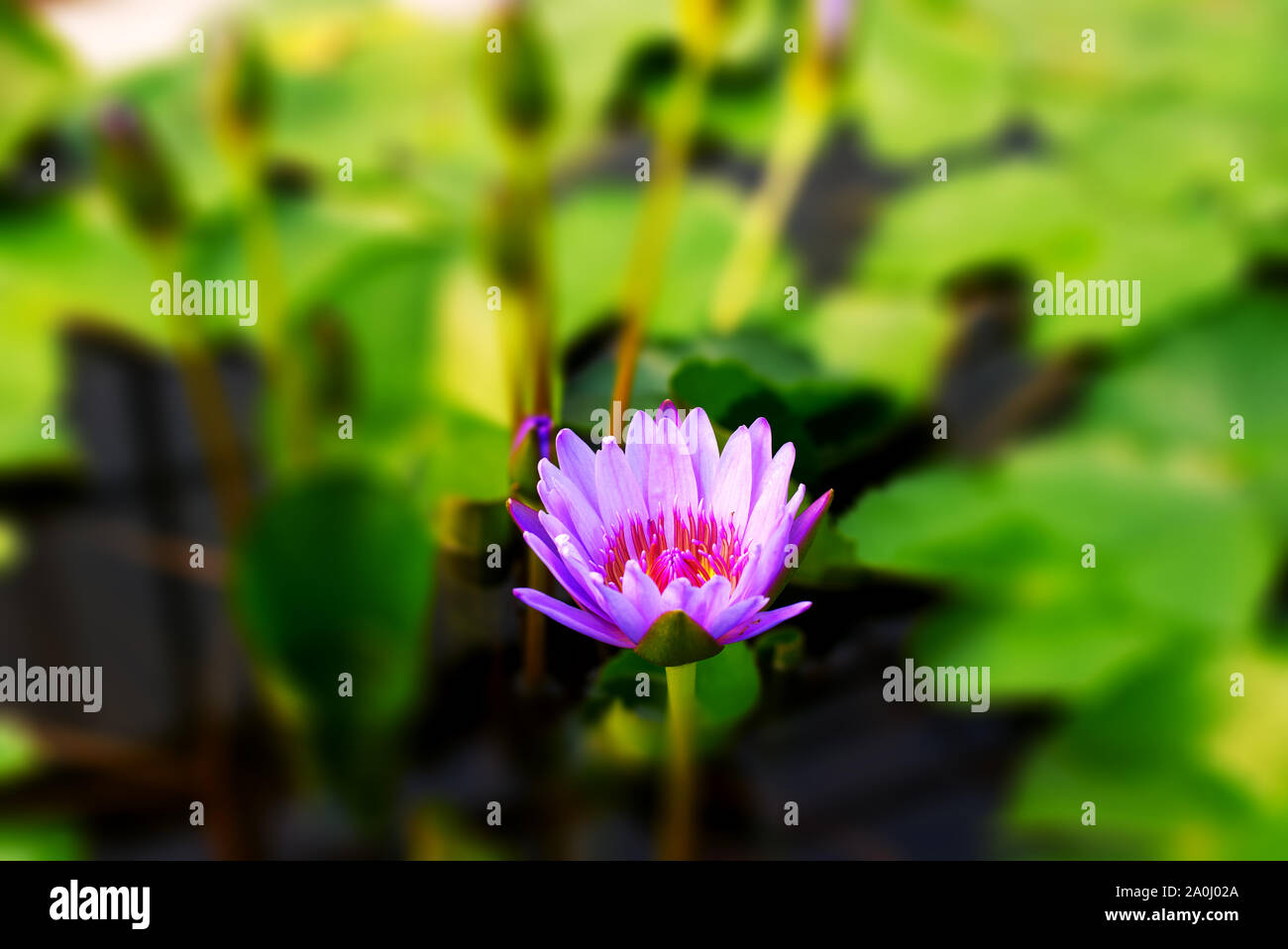 Purple water lilies nymphaea hi-res stock photography and images - Alamy