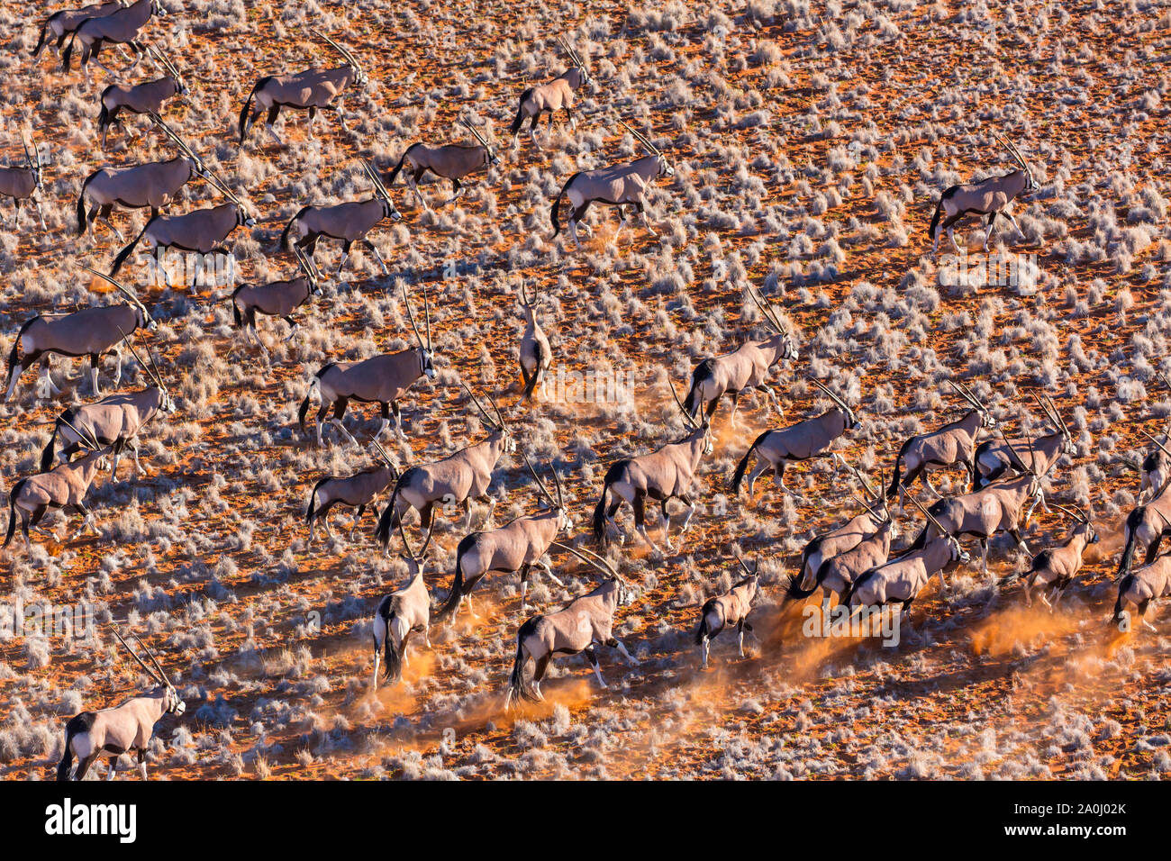 Gemsbok or gemsbuck (Oryx gazella), Namib Desert, Namibia, Africa Stock ...