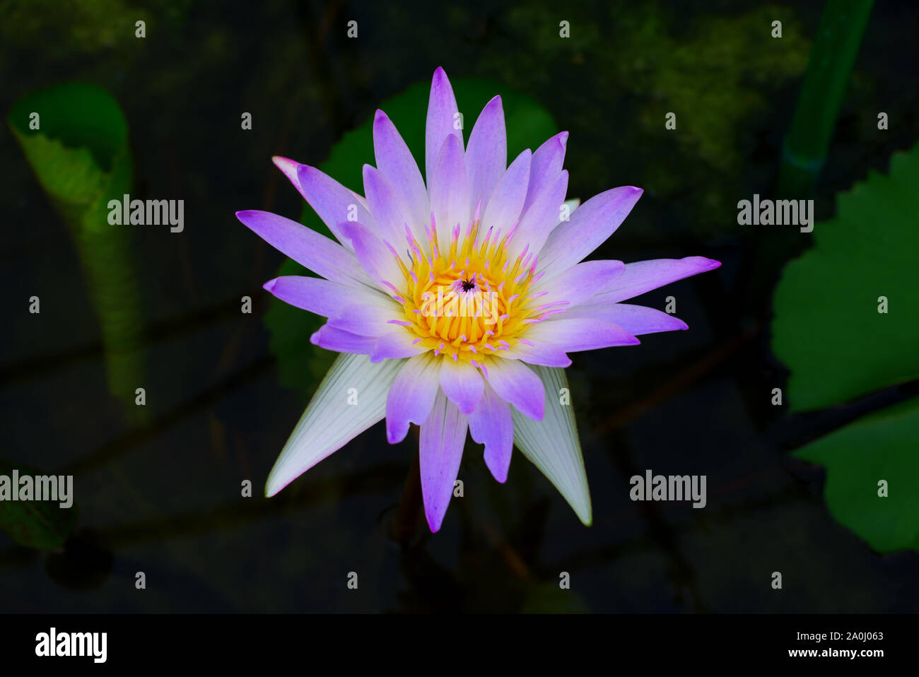 Purple water lilies nymphaea hi-res stock photography and images - Alamy