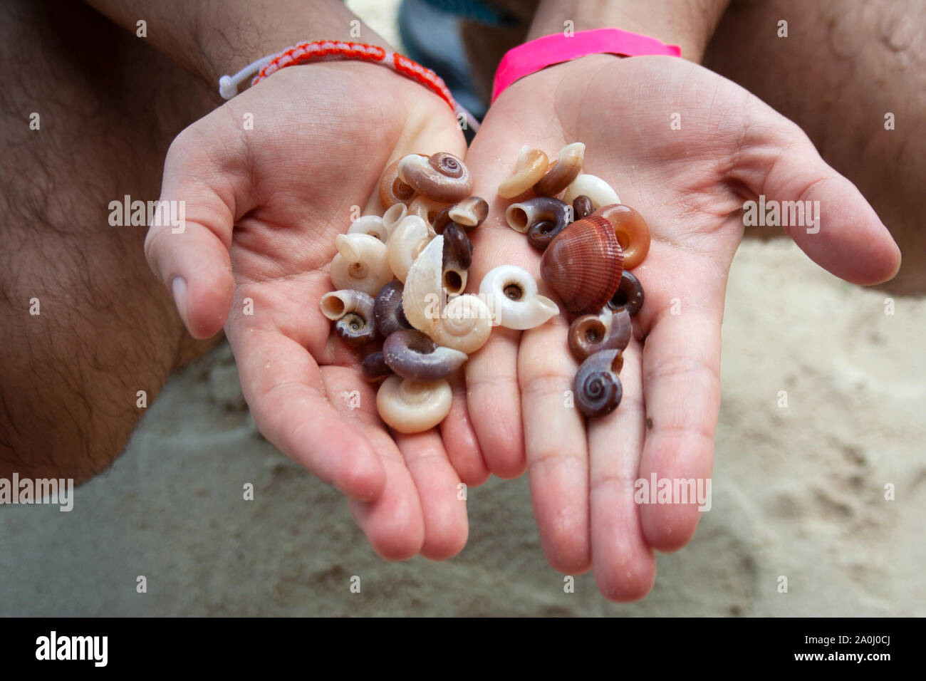 Man hands holding collection of various seashells picked on Thai beach ...