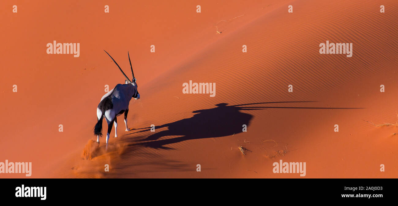 Gemsbok or gemsbuck (Oryx gazella), Namib Desert, Namibia, Africa Stock ...