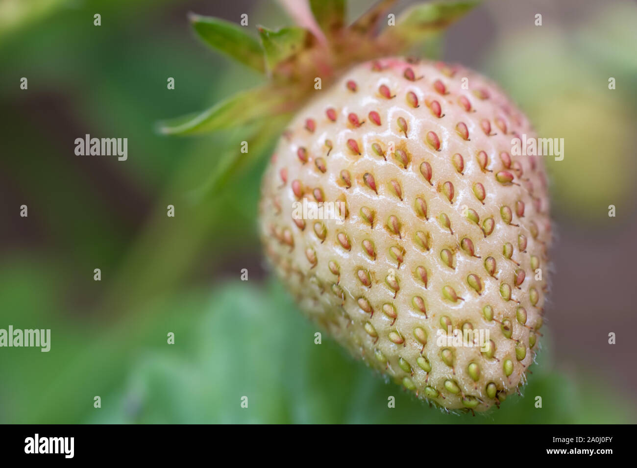 Strawberry ripe process hi-res stock photography and images - Alamy