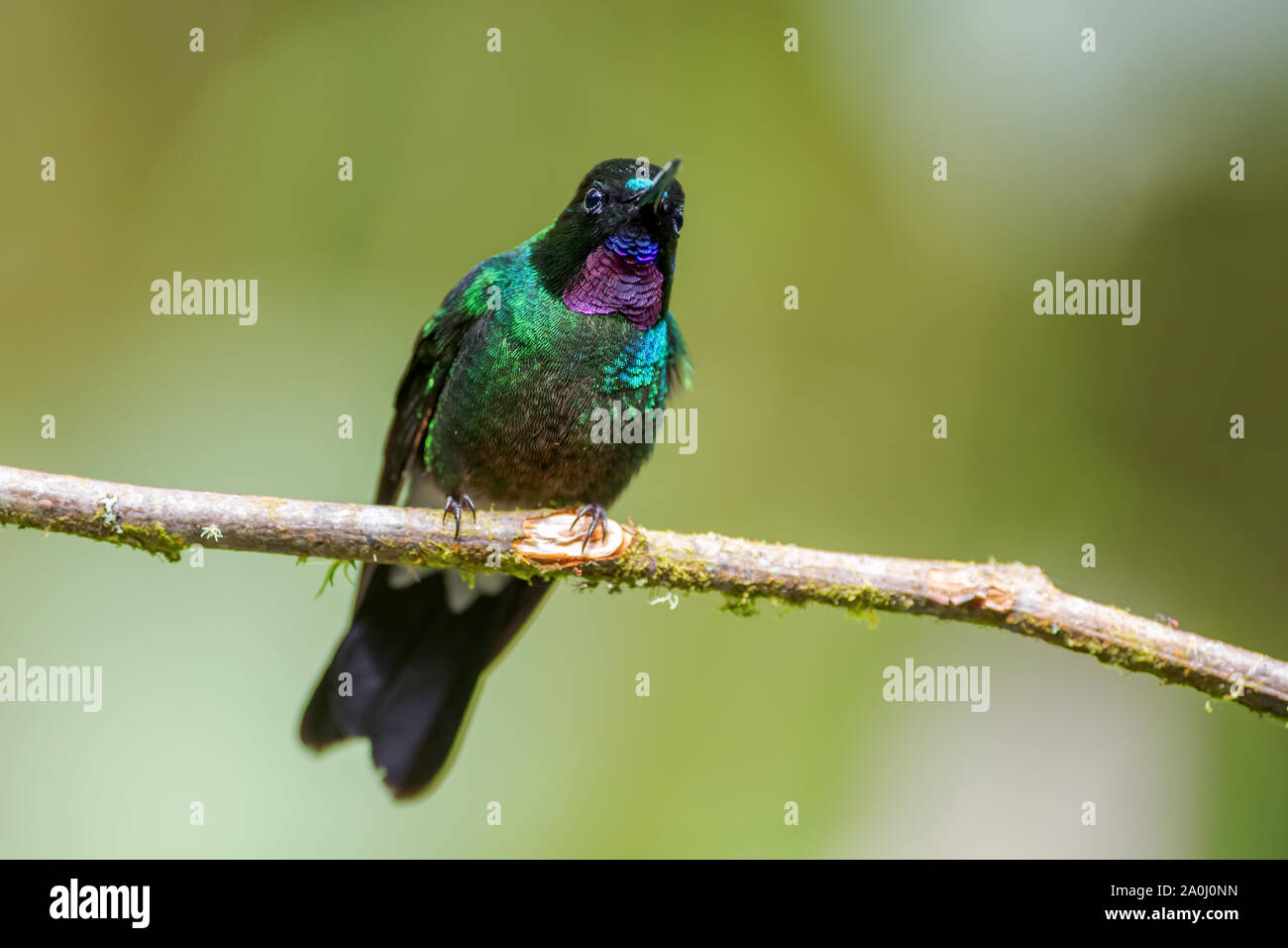 Tourmaline Sunangel - Heliangelus exortis, beautiful shining ...