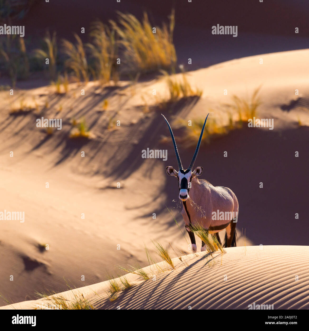 Gemsbok or gemsbuck (Oryx gazella), Namib Desert, Namibia, Africa Stock ...