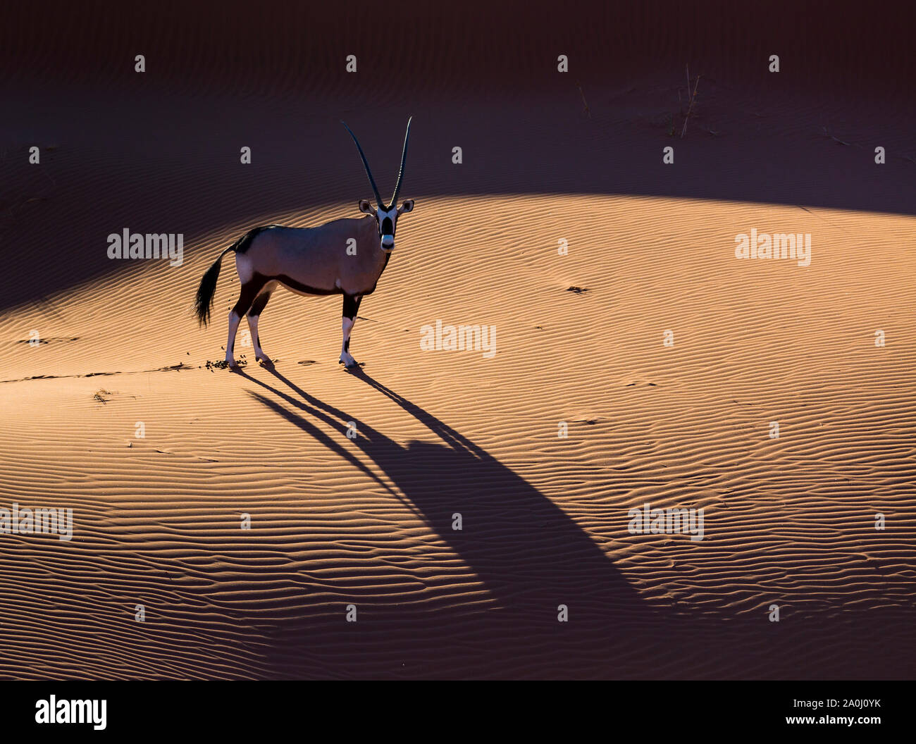 Gemsbok or gemsbuck (Oryx gazella), Namib Desert, Namibia, Africa Stock ...