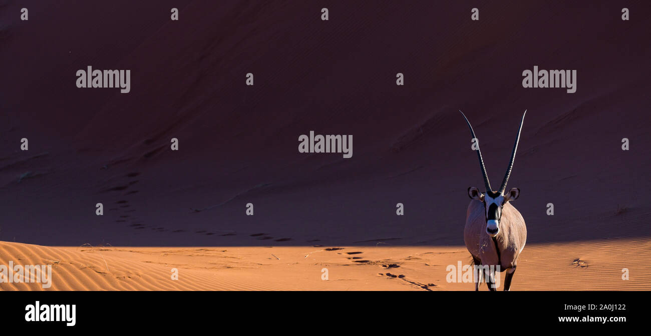 Gemsbok or gemsbuck (Oryx gazella), Namib Desert, Namibia, Africa Stock ...