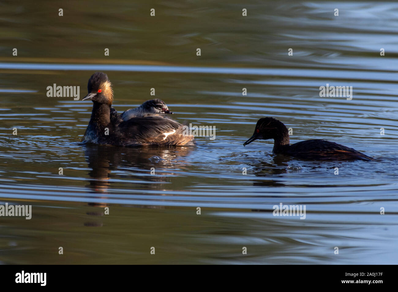 The black-necked grebe family (Podiceps nigricollis), known in North ...