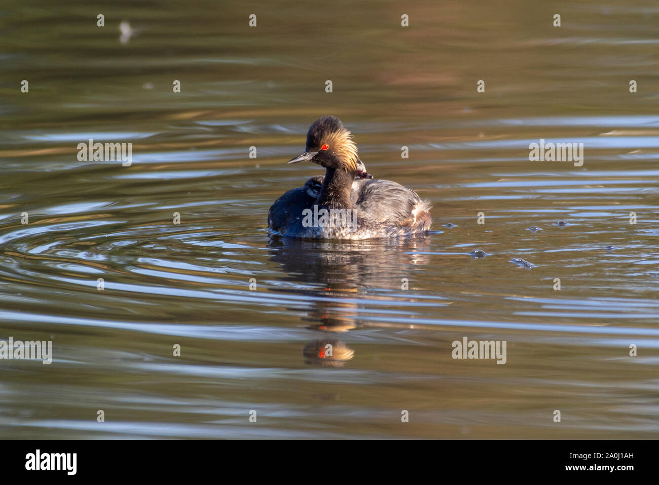 The black-necked grebe family (Podiceps nigricollis), known in North ...