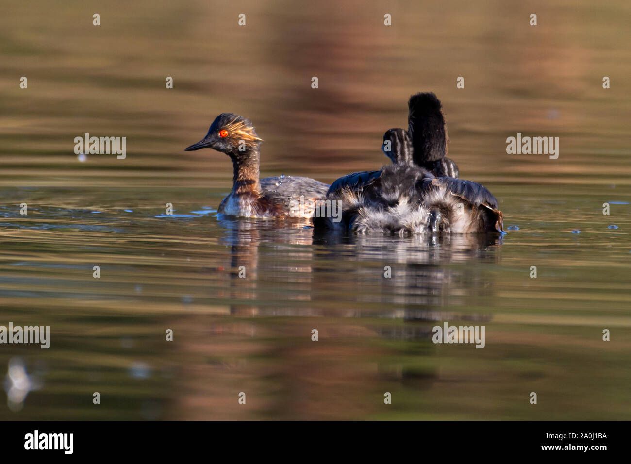 The black-necked grebe family (Podiceps nigricollis), known in North ...